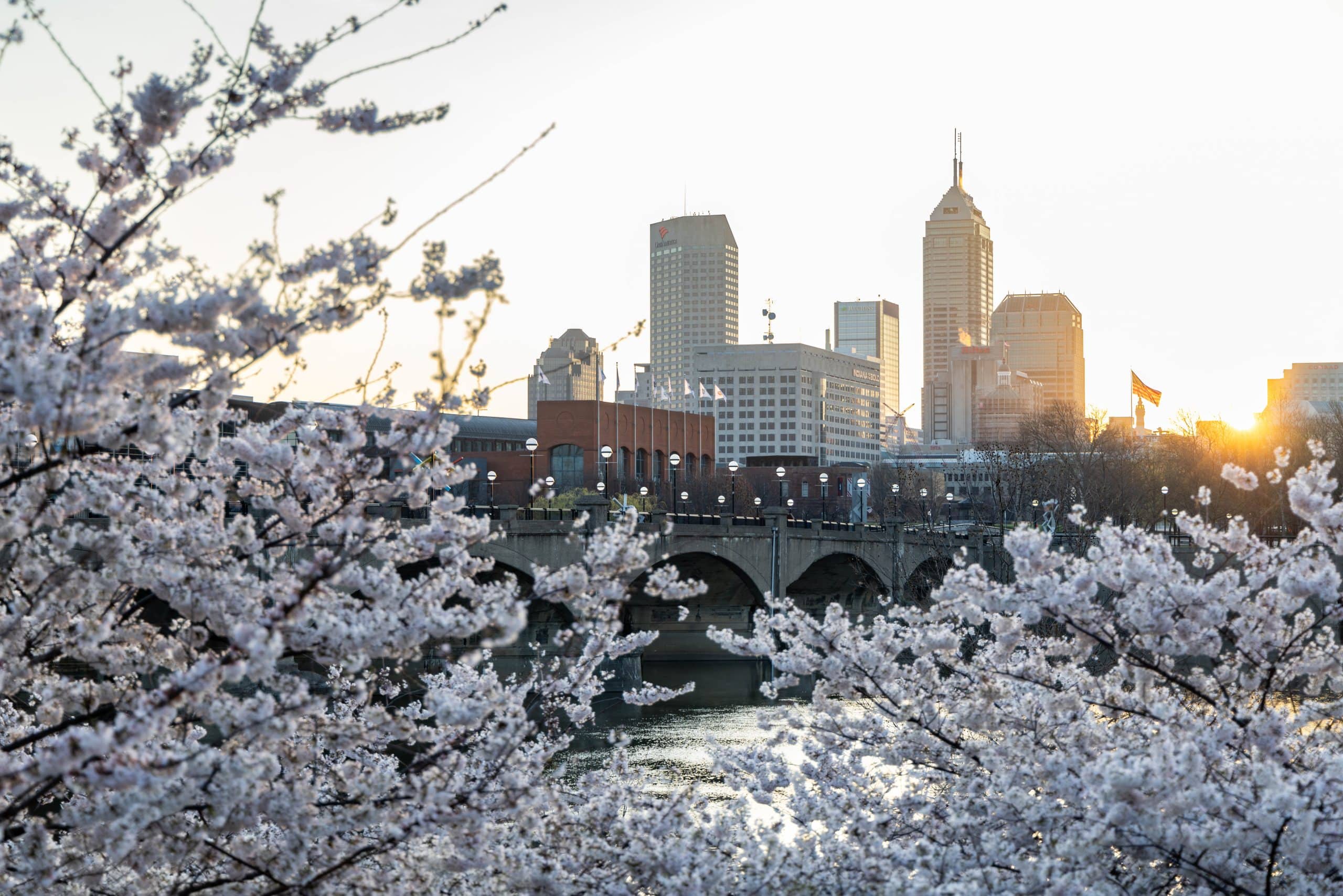 Cherry Blossoms Bloom in White River State Park - WYRZ.org